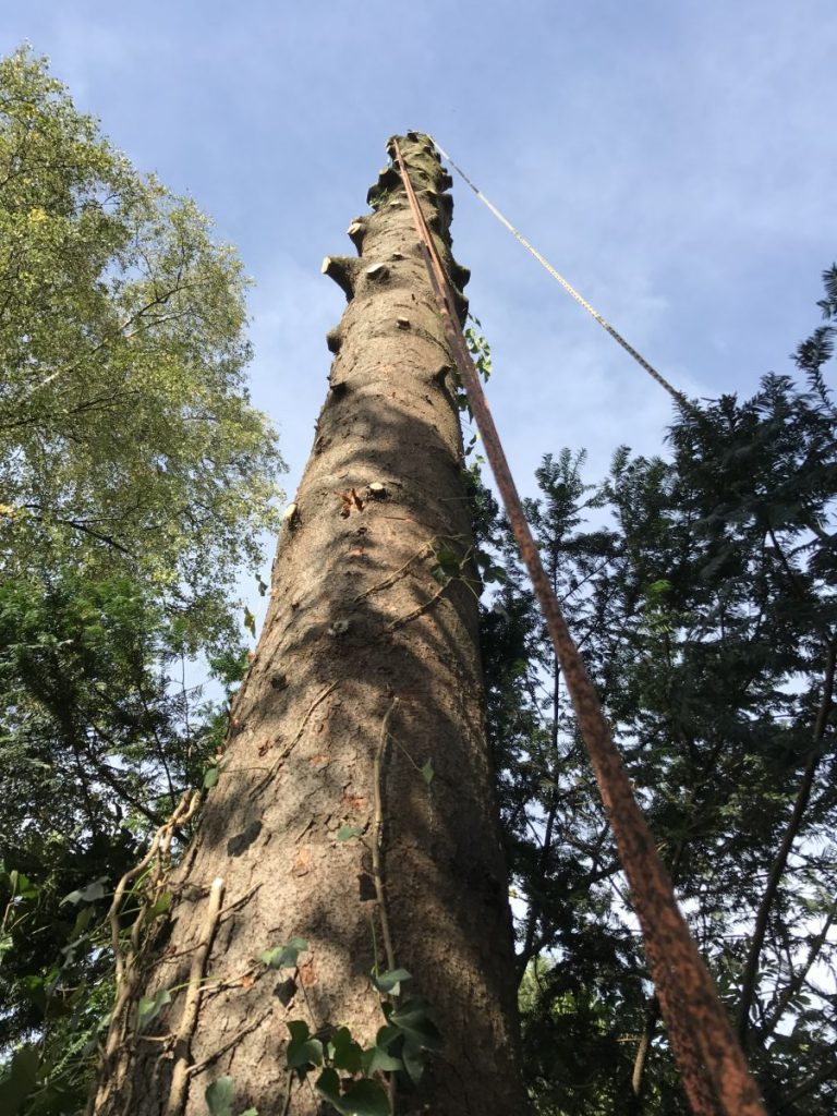 Der Stamm - TreeSurfer - Rund um den Baum